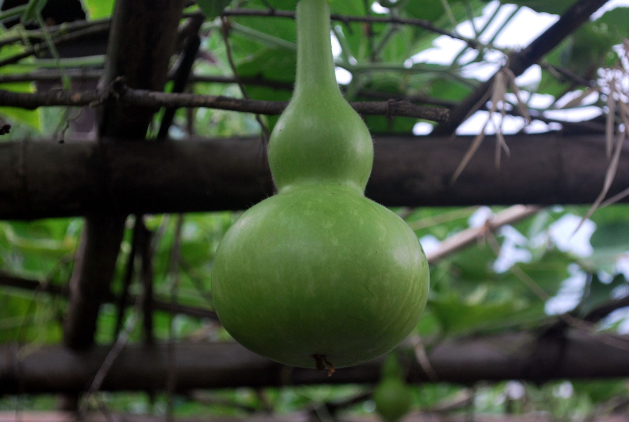 Palomino Productions: The "checo," an Afro-Peruvian percussion instrument