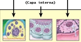 HISTO - EMBRIOLOGÍA : ENDODERMO