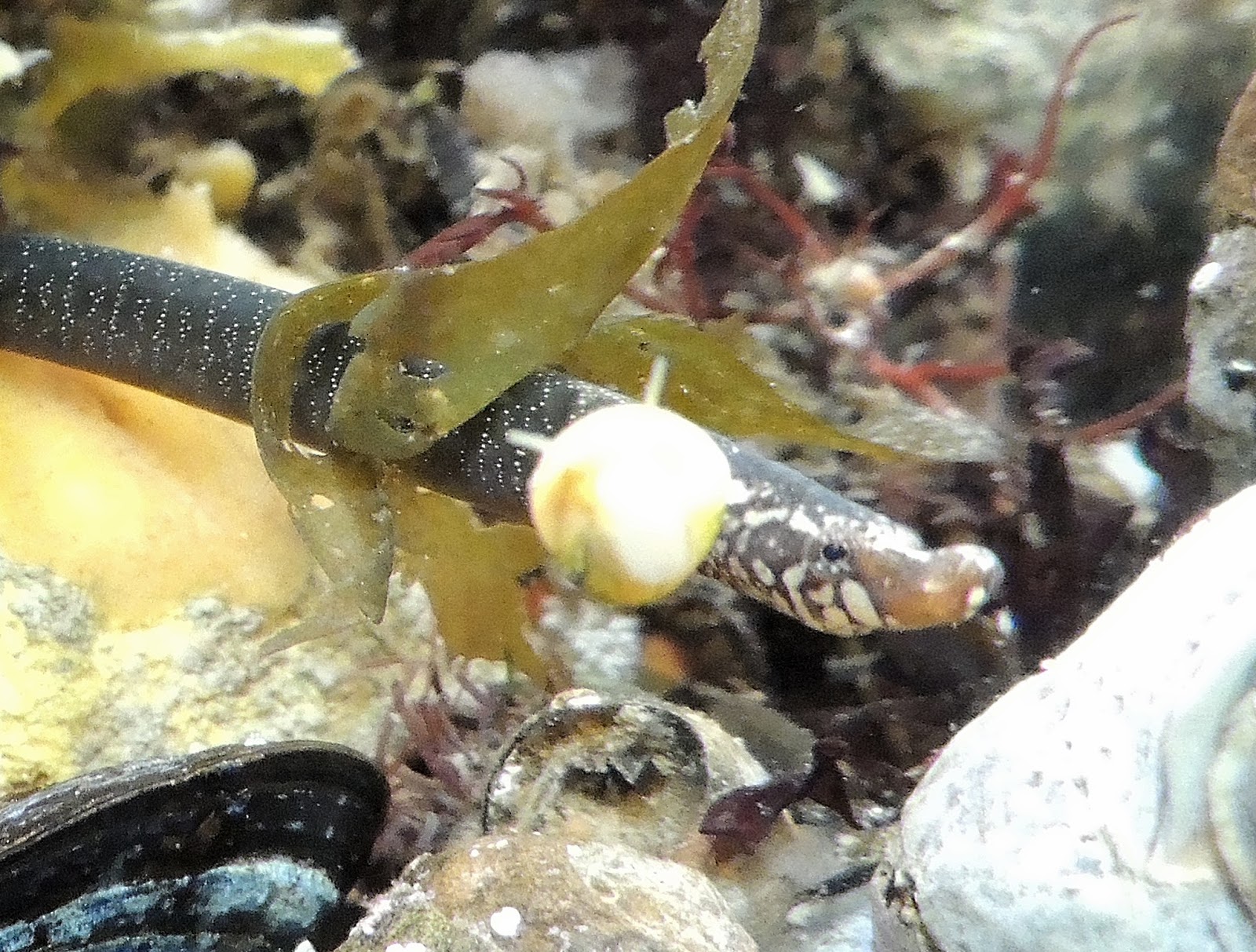 British Seashore & Rock Pool Life: Worm Pipefish, Nerophis lumbriciformis