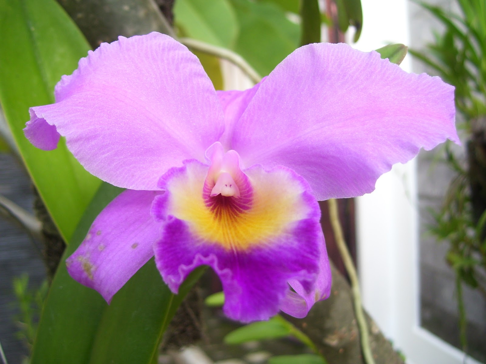 anggrek-ist: Genus bulan ini : Cattleya, "Queen of the orchids"