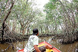 E-Borneo.Com - Travel Borneo Blog: Proboscis Monkeys cling to precious ...