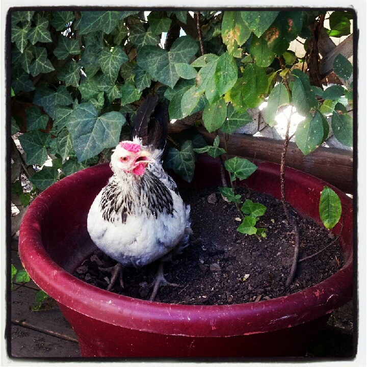 The Early Moulting Hen Society | Community Chickens