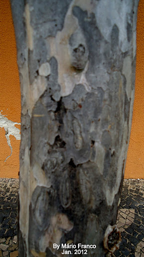 Meu Cantinho Verde: RESEDÁ - ( Lagerstroemia indica )