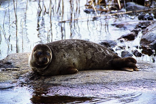 Talven eläimiä: Saimaannorppa