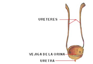 Biologia 8ºBasico: Los uréteres