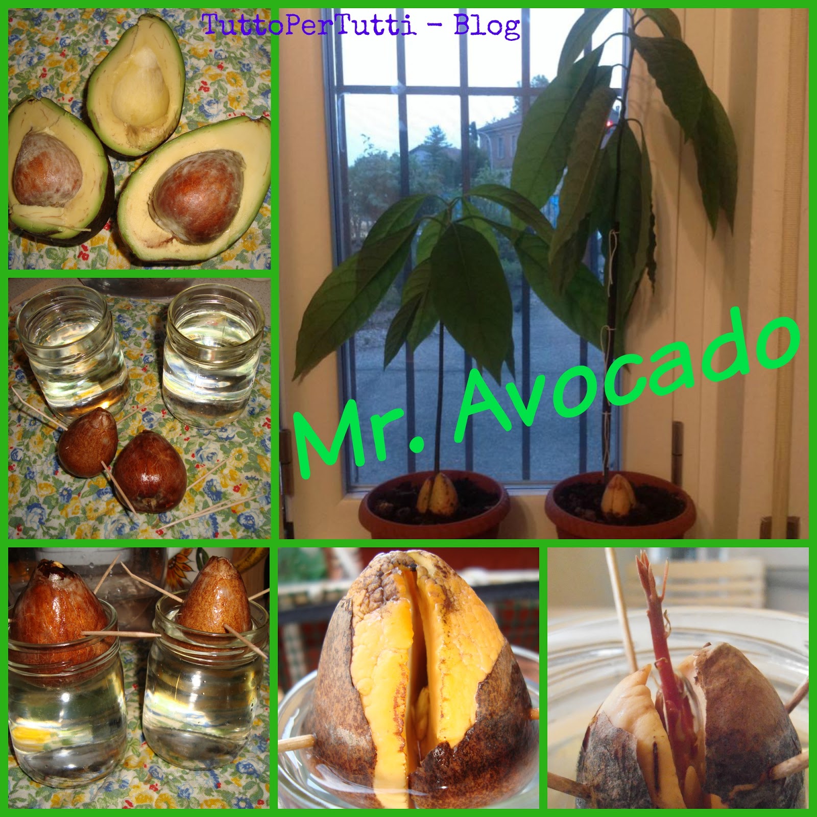 TuttoPerTutti: MR. AVOCADO