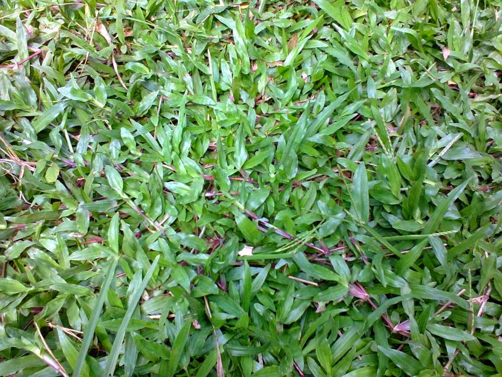 Supplier Rumput Gajah Mini | Jual Rumput Gajah Mini Untuk Proyek ...