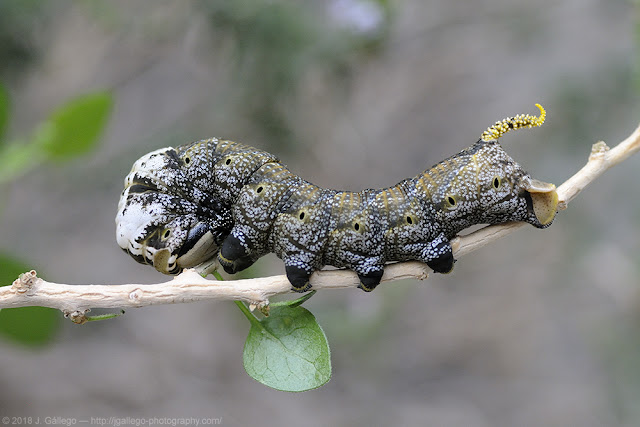 macroinstantes: Acherontia atropos