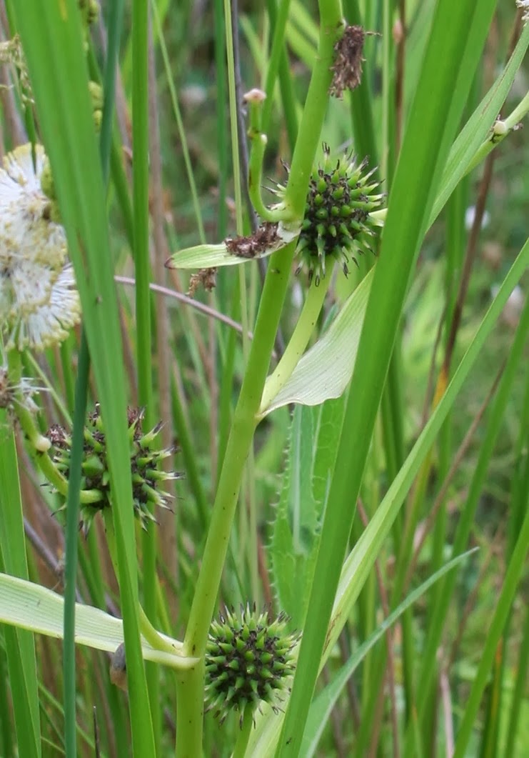 Isabella Conservation District Environmental Education Program: Native ...
