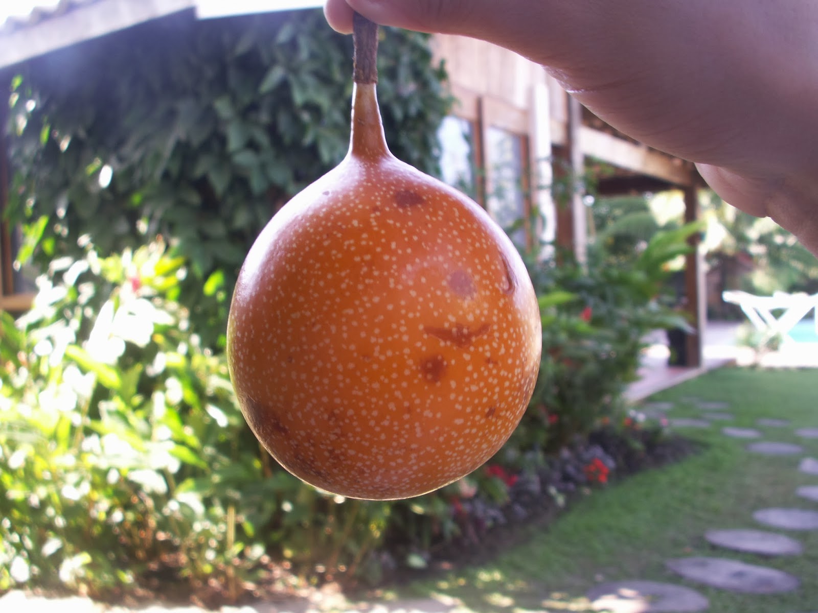 Rey de las Plantas: Granadilla – Passiflora ligularis