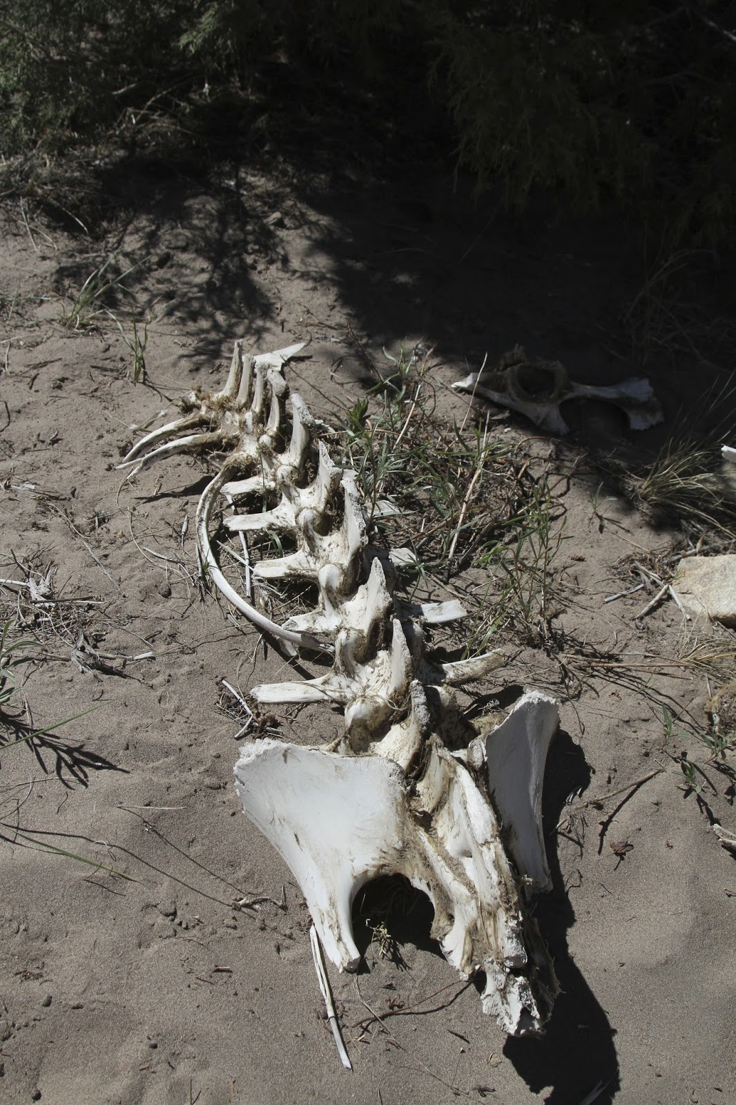 Running From Moose: Great Sand Dunes National Park