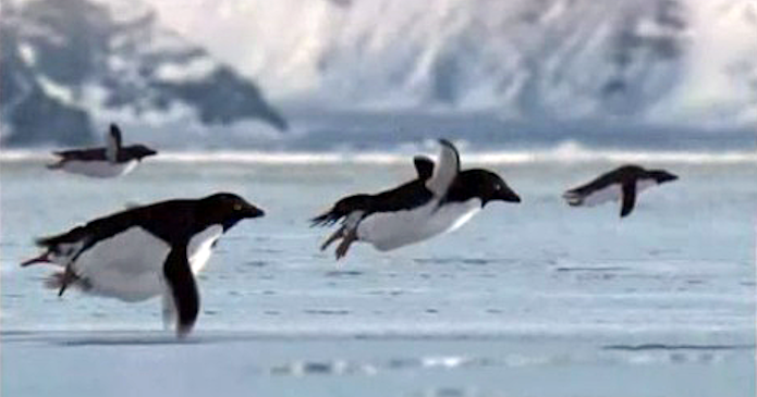 Slap The Penguin: The penguin flies again