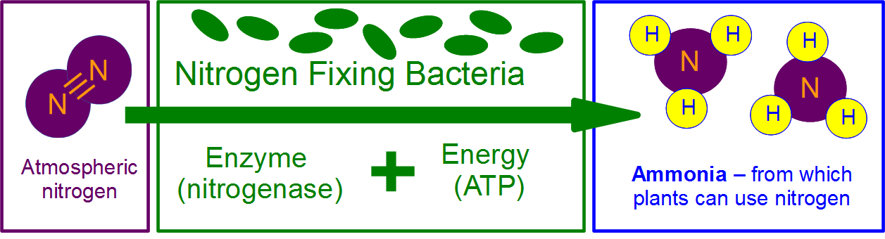 Nitrogen Fixation