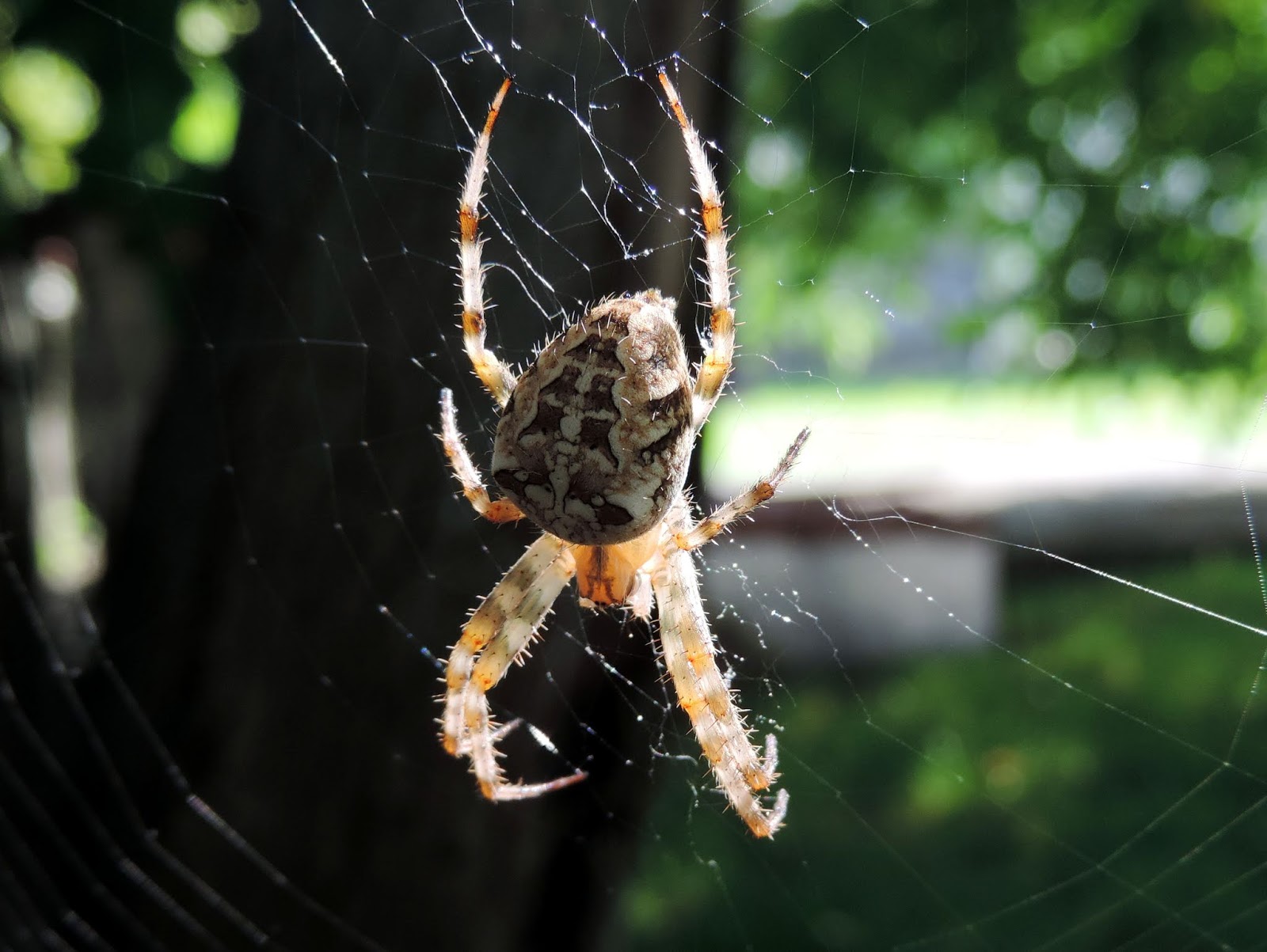 Fotosy: Krzyżak ogrodowy IX