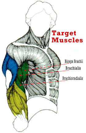 Team Indian Bodybuilding: Study Parts of your Muscle