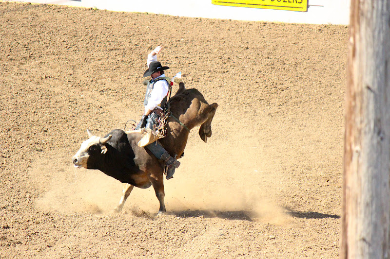 From Dahlias to Doxies: Butte 52: Week 6 - Red Bluff Round-Up