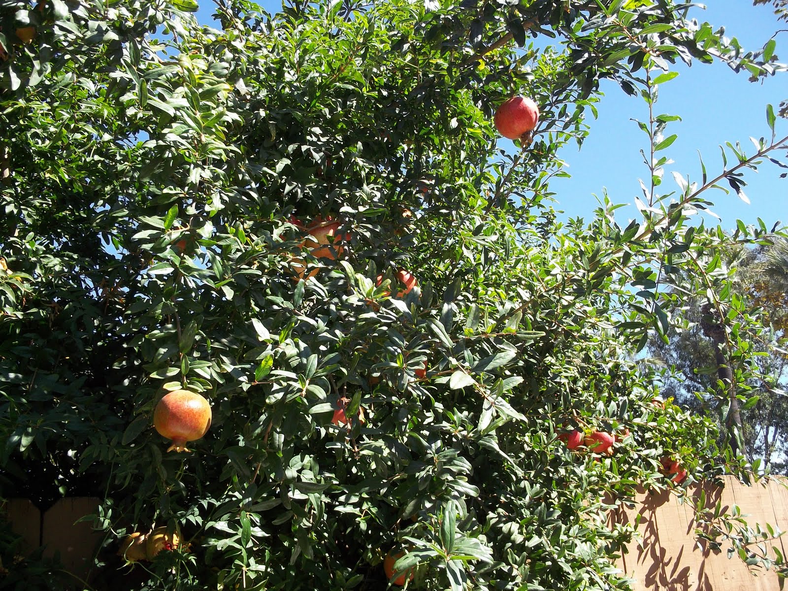 CSdesigner: Pomegranate Tree