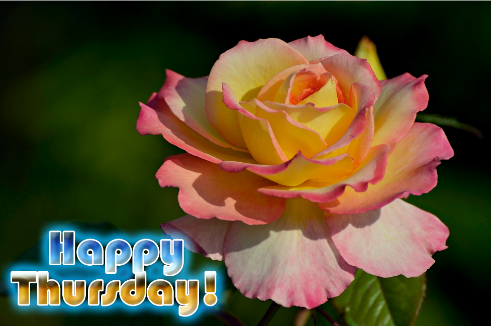 Banco de Imágenes Gratis: Feliz Jueves (Postales con Flores y Mensajes ...