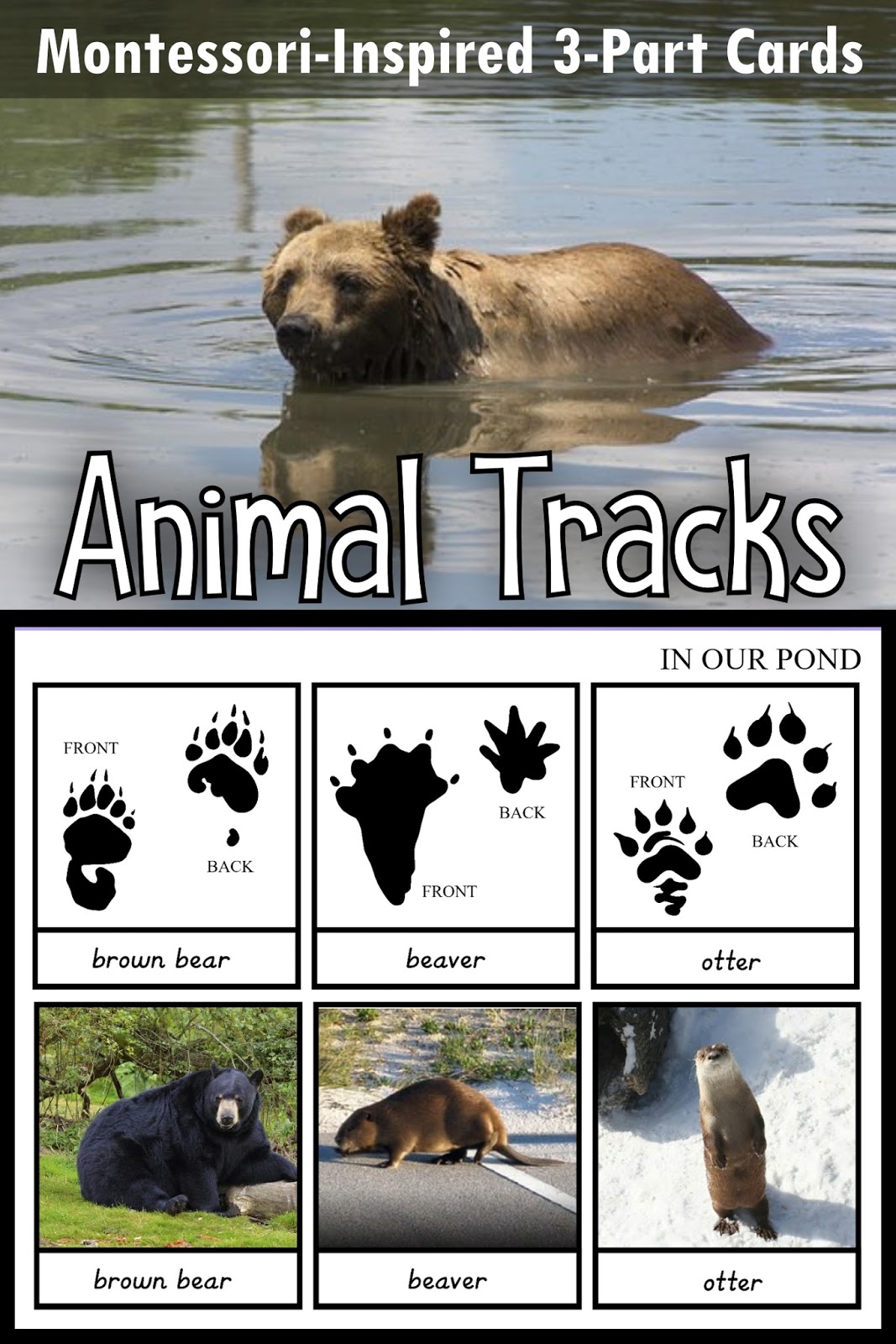 Animal Track Identification Cards
