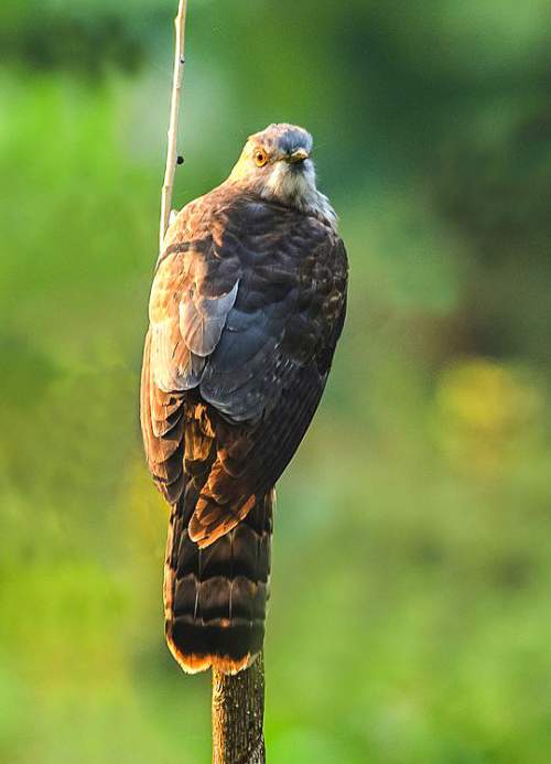 Common hawk-cuckoo | Birds of India | Bird World