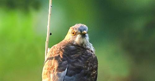 Common hawk-cuckoo | Birds of India | Bird World
