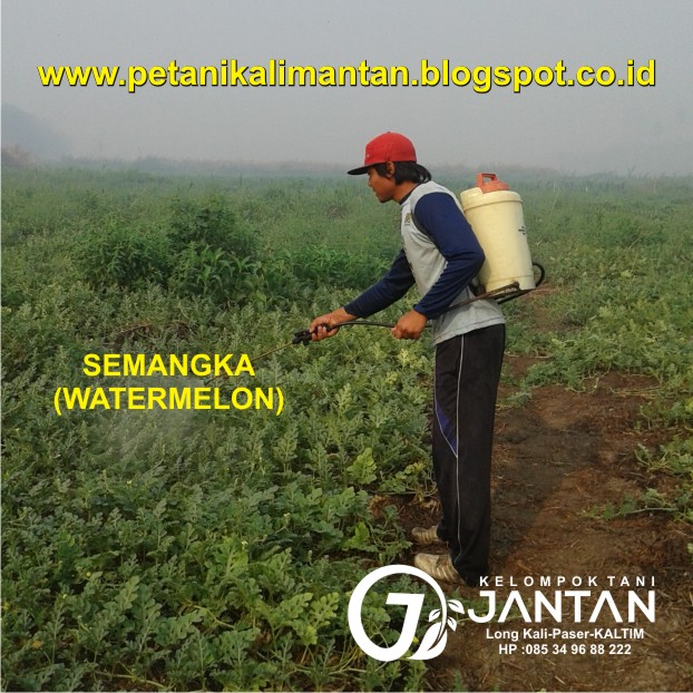 PETANI SAYUR DAN BUAH KALIMANTAN TIMUR: PETANI SAYUR DAN BUAH ...