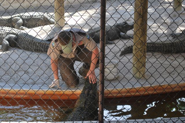 Planes, Trains and .... Kids: Alligator Wrangling in the Everglades