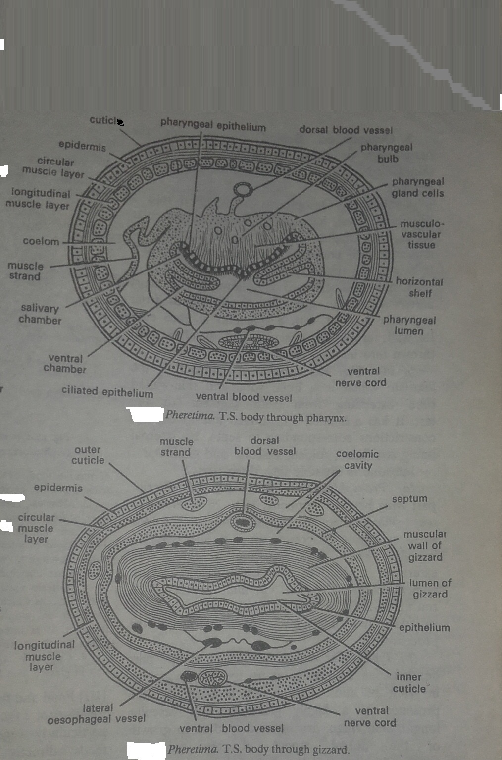 Zoology for higher secondary level: Earthworm: Digestive system