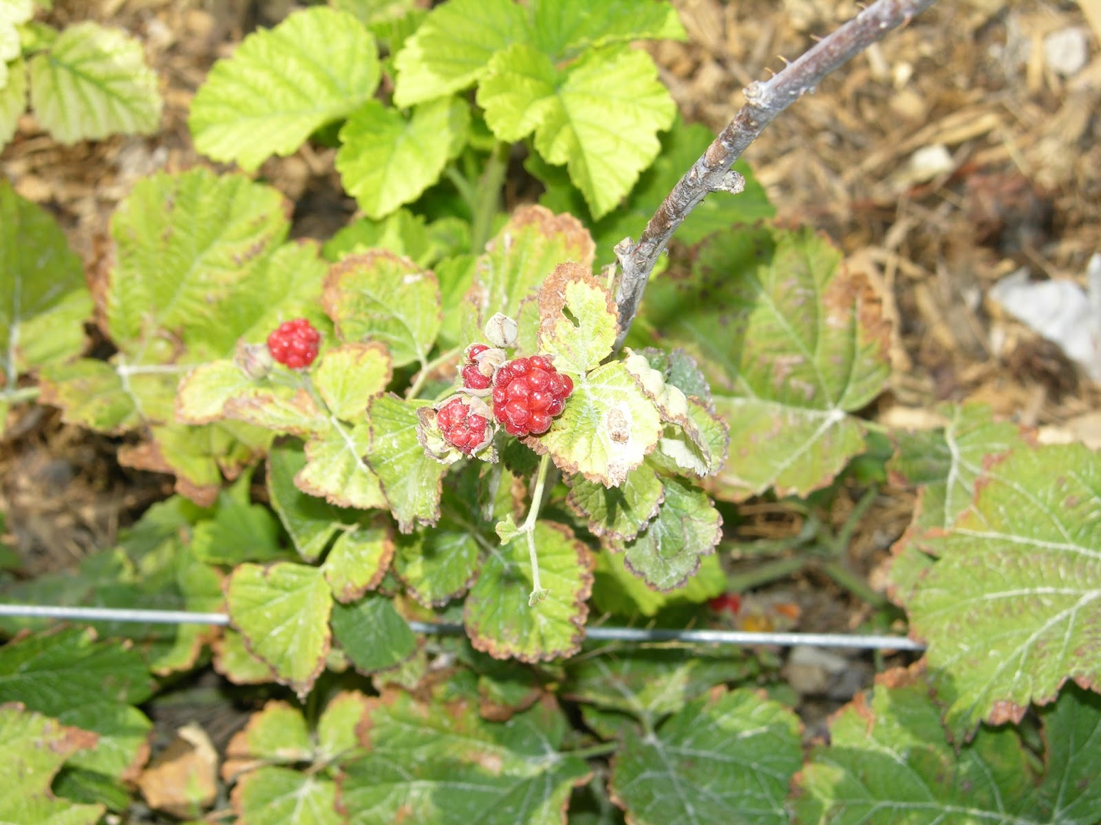 Viragrow Delivers! : Growing Raspberries, Blueberries, Bananas, Papaya ...