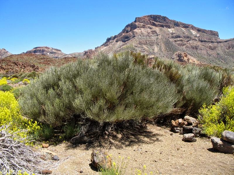 Timeless Environments: Squaw Tea (Ephedra californica) or maybe ...