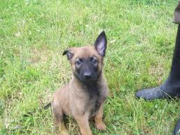 Le berger créole : Les origines du berger créole, un chien attachant ...