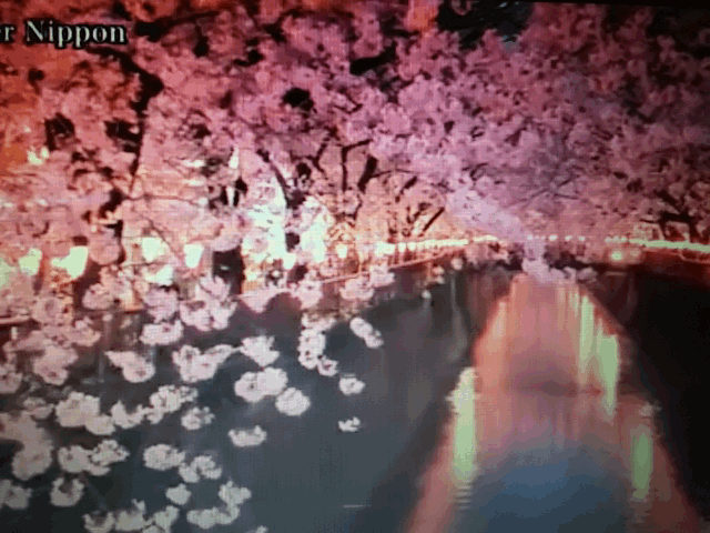 david 3816: Malaysia's Own 'Sakura' Tree