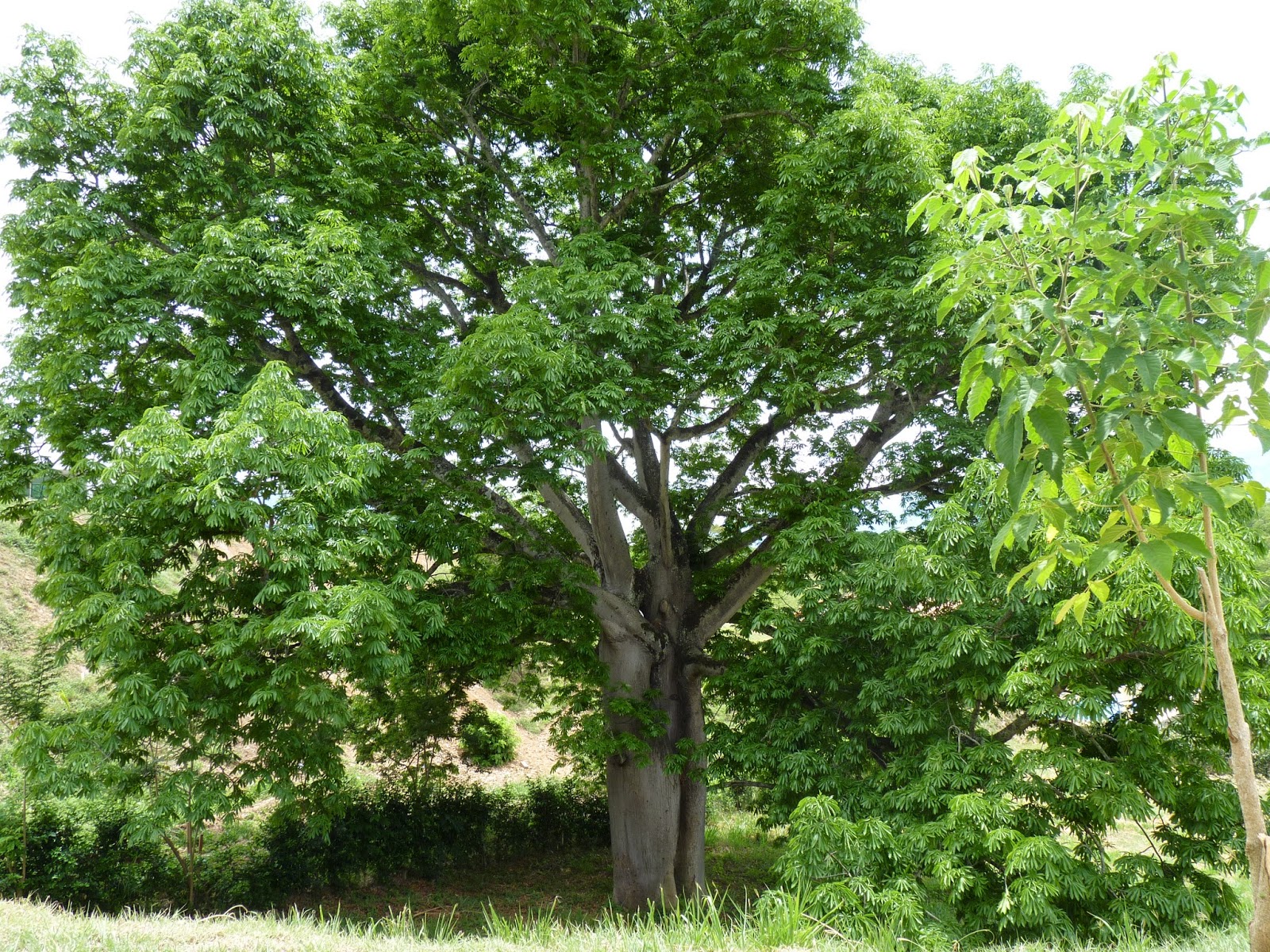 ARBORETUM: ARBOLES FANTÁSTICOS, la Ceiba