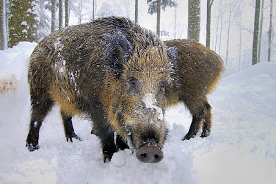 ROWDY IN GERMANY: Hunting in Germany