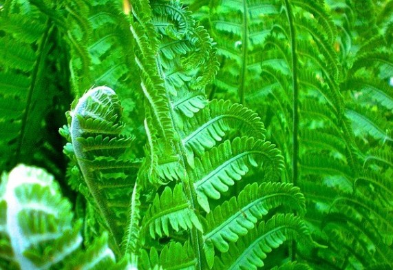 Mengenal Pterydophyta atau jenis jenis Tanaman Paku