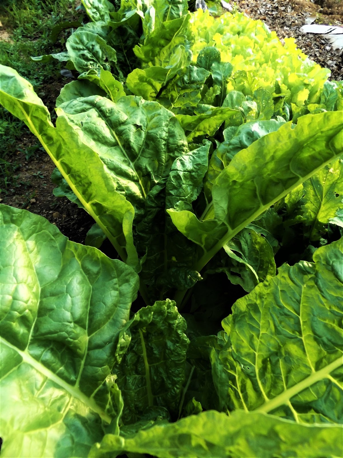 Peppers in polytunnel, Potatoes flowering, & garden harvest of radish ...
