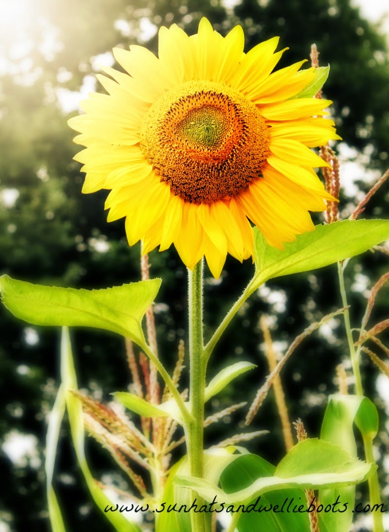 Sun Hats & Wellie Boots: Autumn Nature Play: Smiling Sunflower Faces
