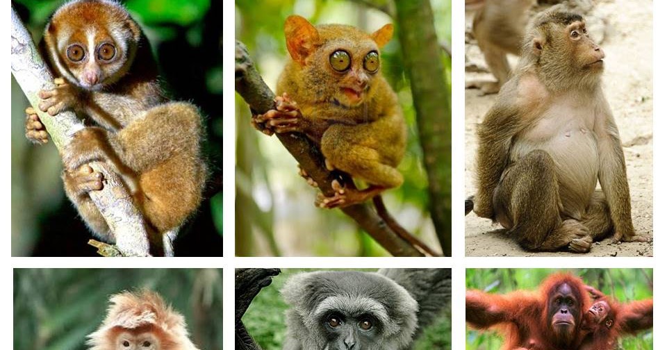 Daftar Primata Indonesia TERBARU - Biologizone