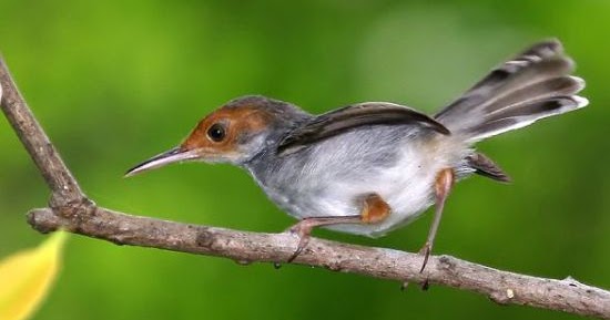JAWA ADI: Pertanda Burung Prenjak
