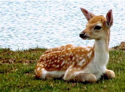 MÉXICO : La piel de venado.