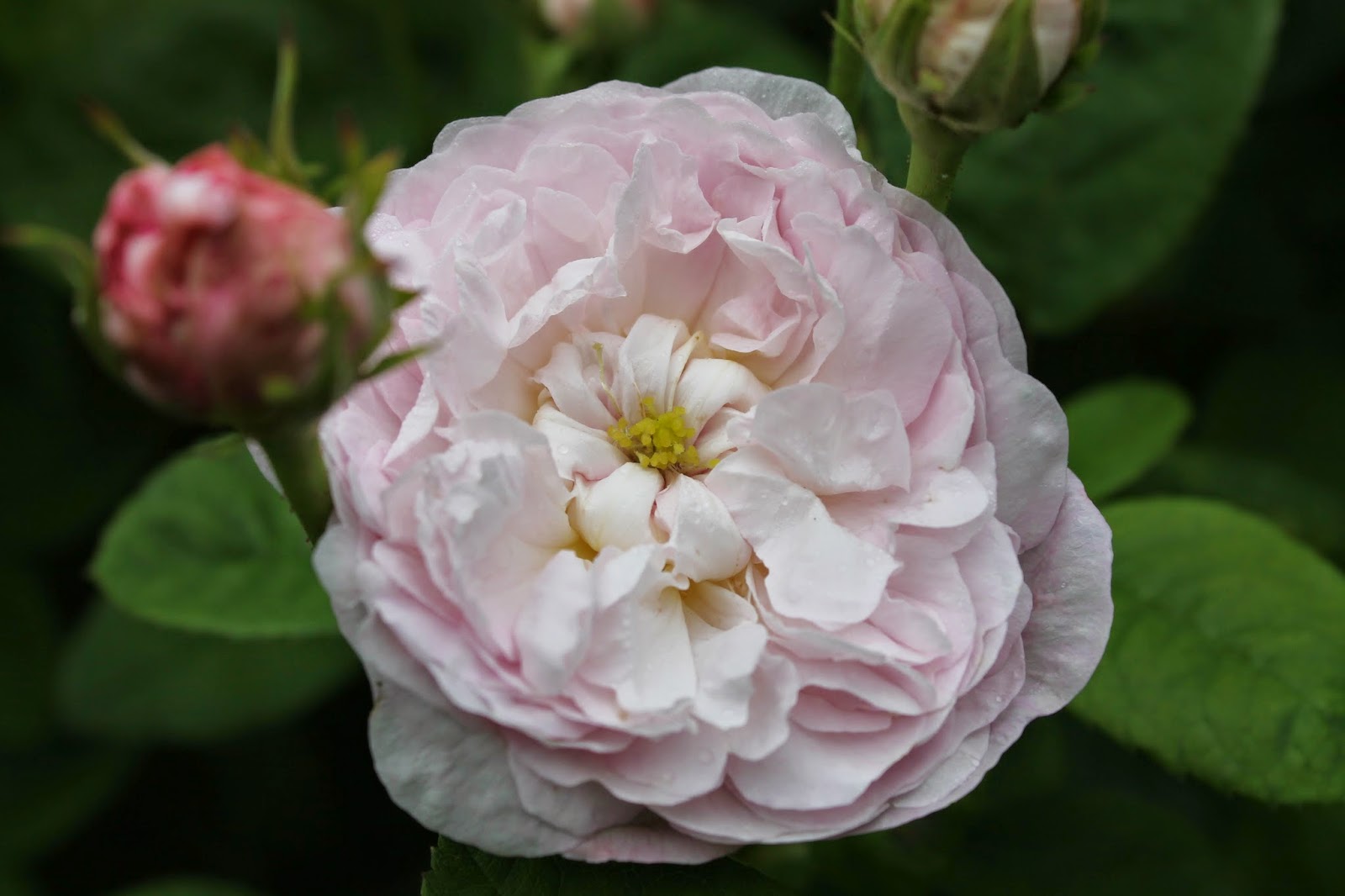 JibberJabberUK: Brodsworth Hall Rose Garden