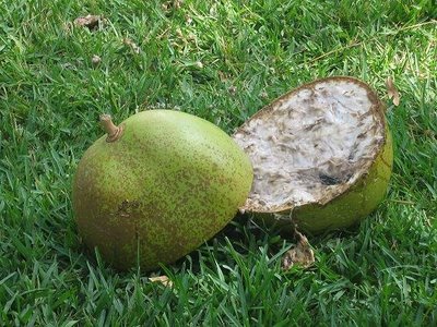 Maria Xiquinha: :: O que são Cabaças?