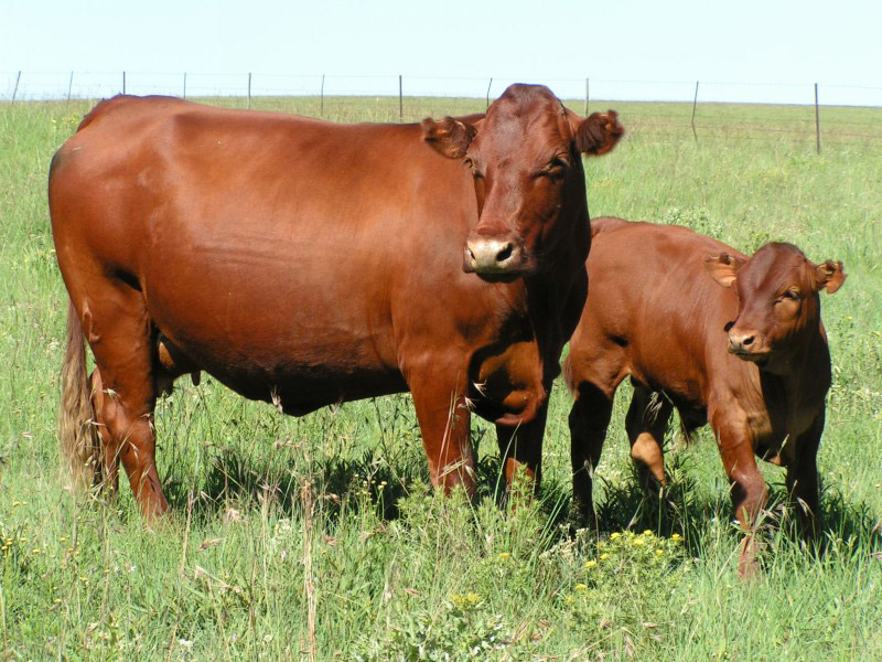 verRAS Jouself: Bonsmara