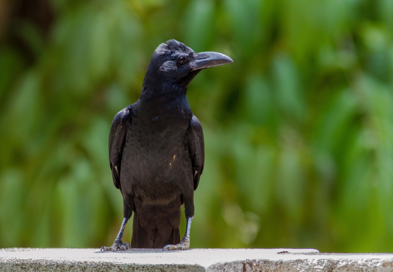 Musicroom's Imaging: Jungle Crow