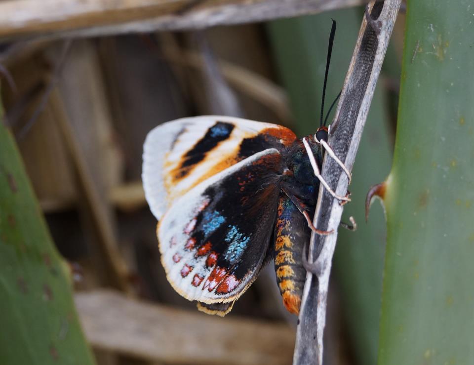 especies chilenas: Cuncunas especializadas