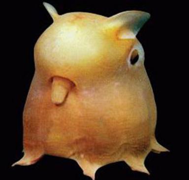 Author Renee Silvana: D is for Dumbo Octopus