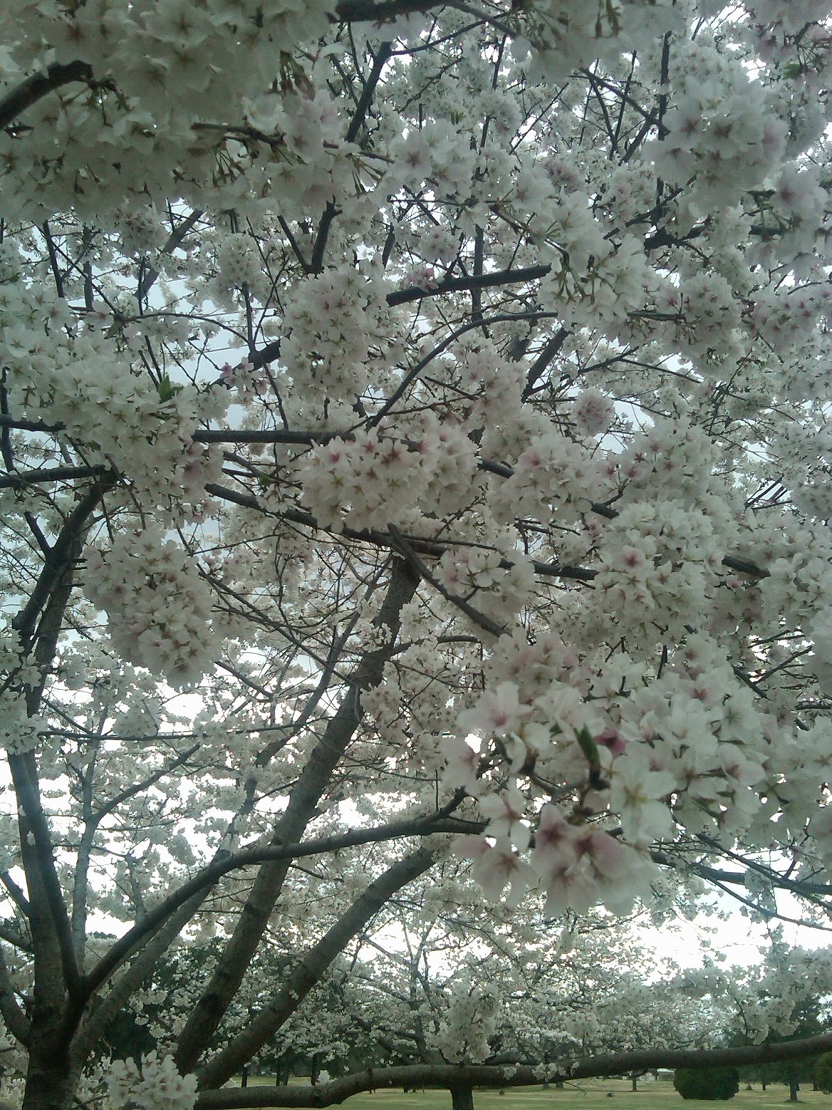 Memphis Trees: Spring returning