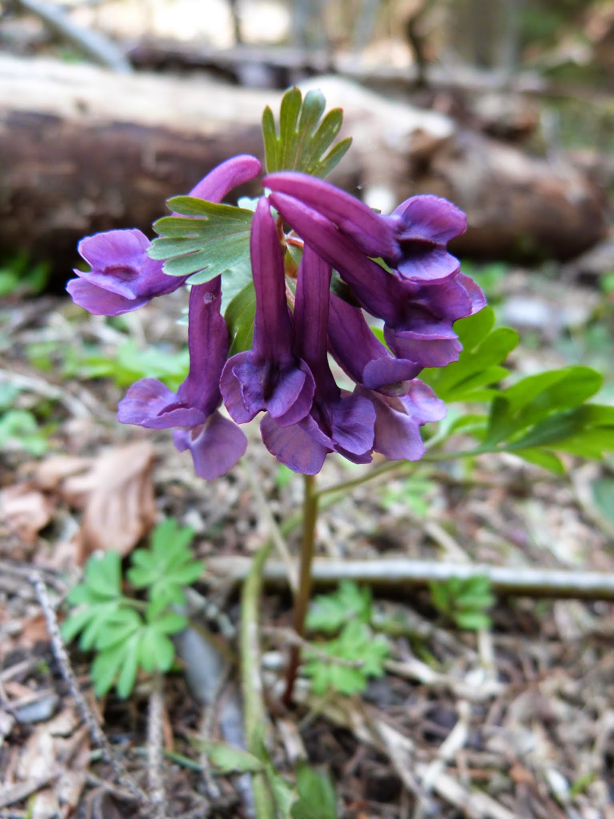 Frumusetile naturii: Brebenel (Corydalis solida)
