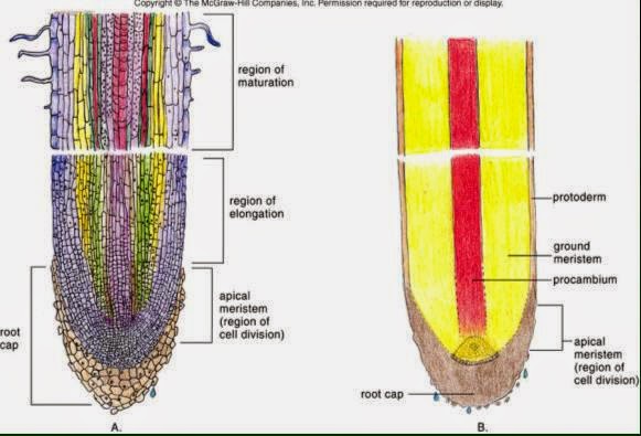 Knowledge Class: Phases of Growth in Plants