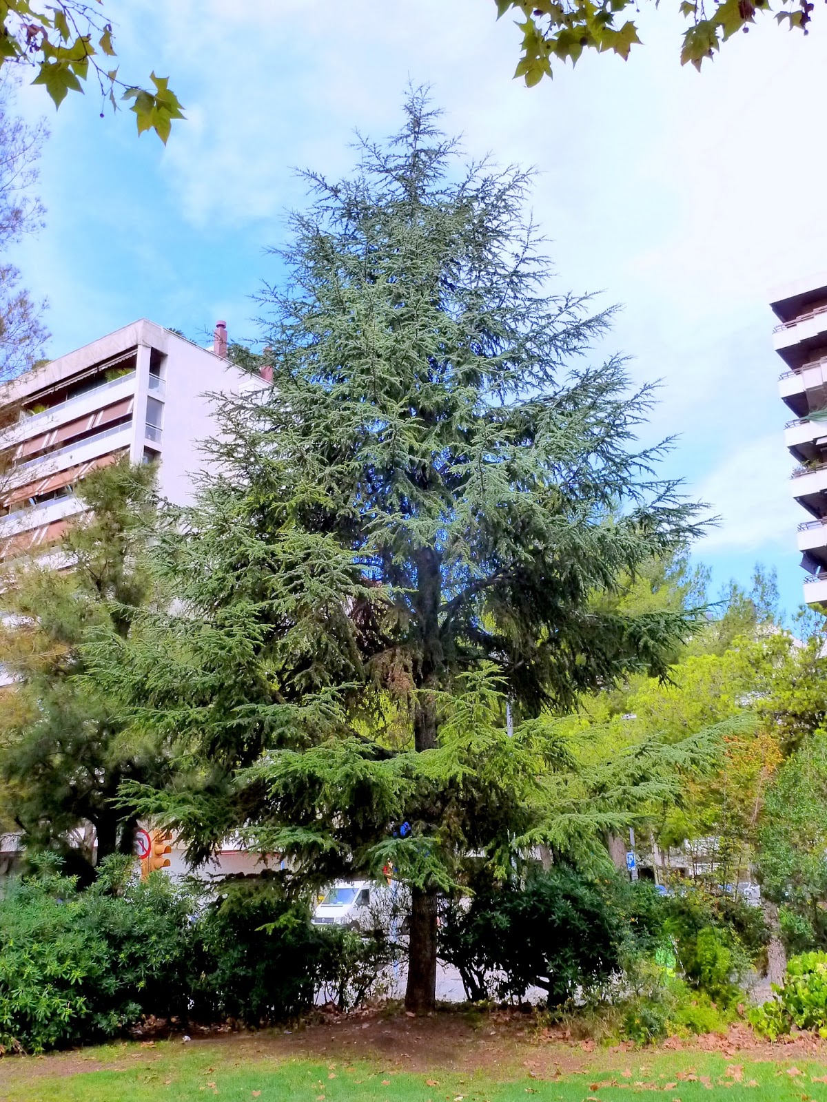 Árboles con alma: Cedro del Atlas. Cedre atlantic, (Cedrus atlantica)
